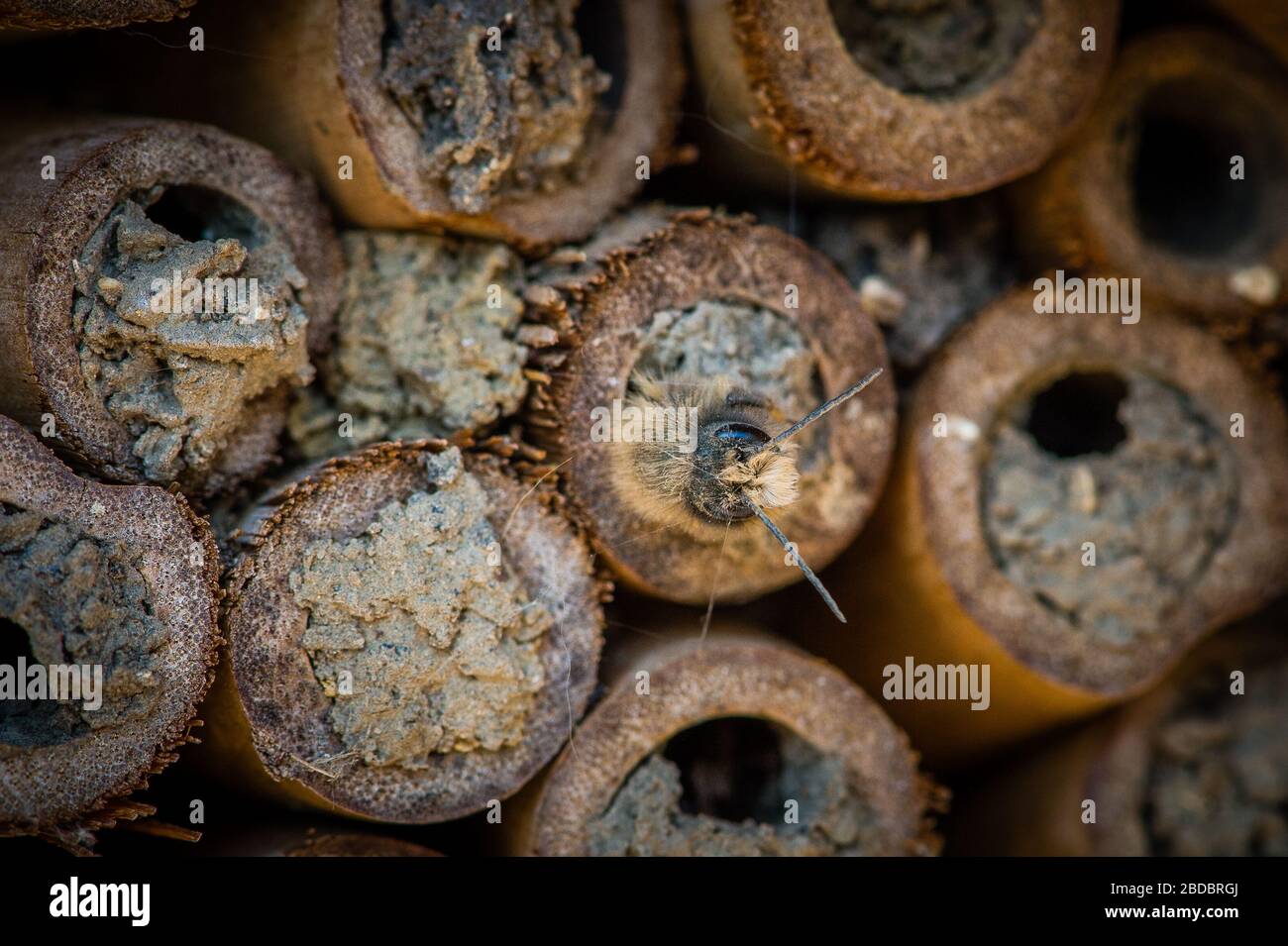 Mason Bees hatching in Spring after long Winter. Bee Hotel, bamboo ...