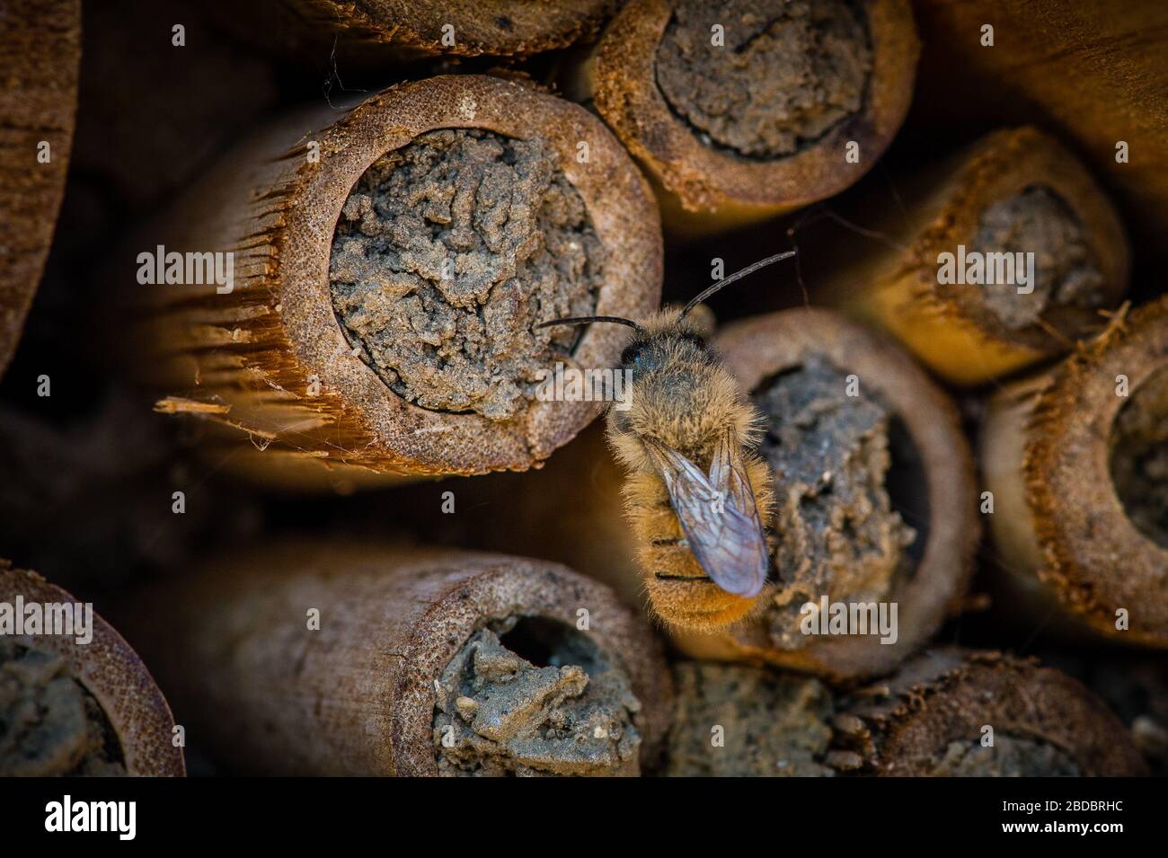 Queen bee mating hi-res stock photography and images - Alamy