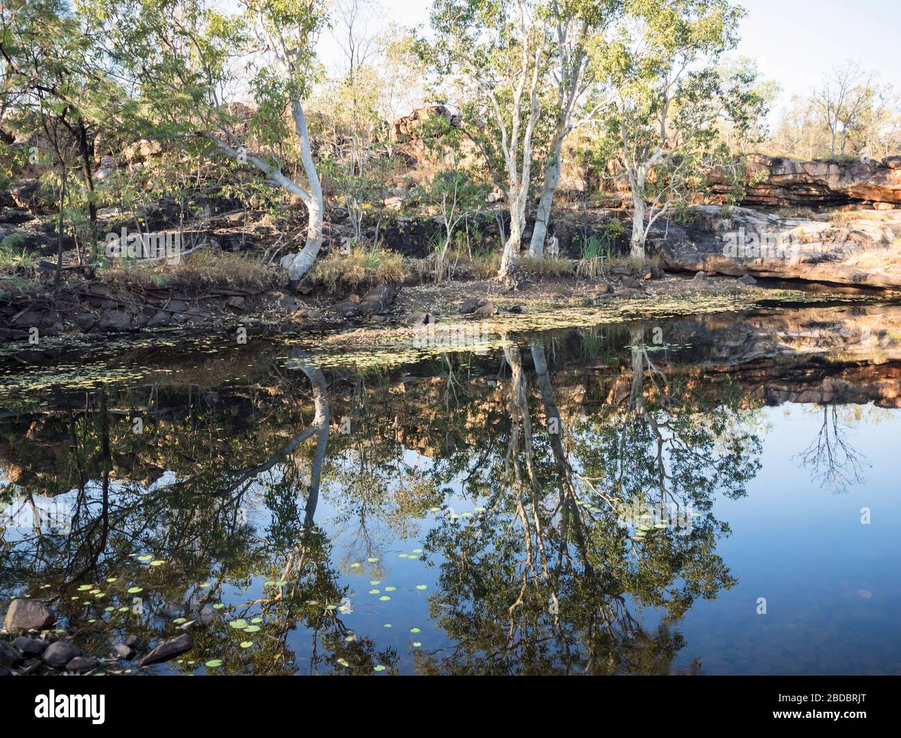 Trees and sky reflected in the still water of Donkey Pools waterhole ...