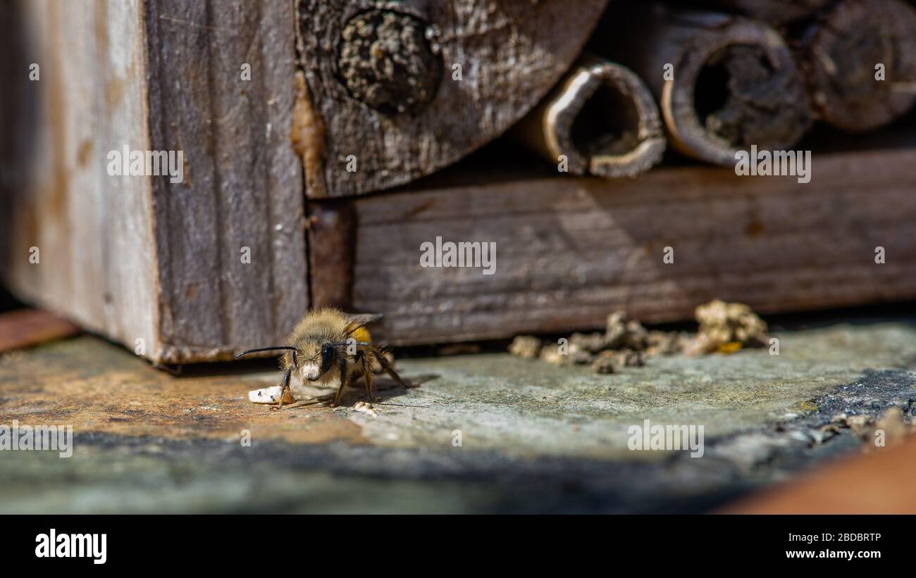 Bee queen mating hi-res stock photography and images - Alamy