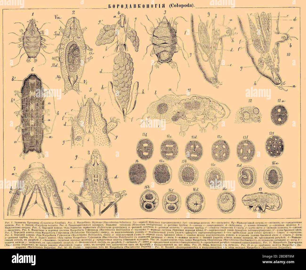 Tardigradum hi-res stock photography and images - Alamy