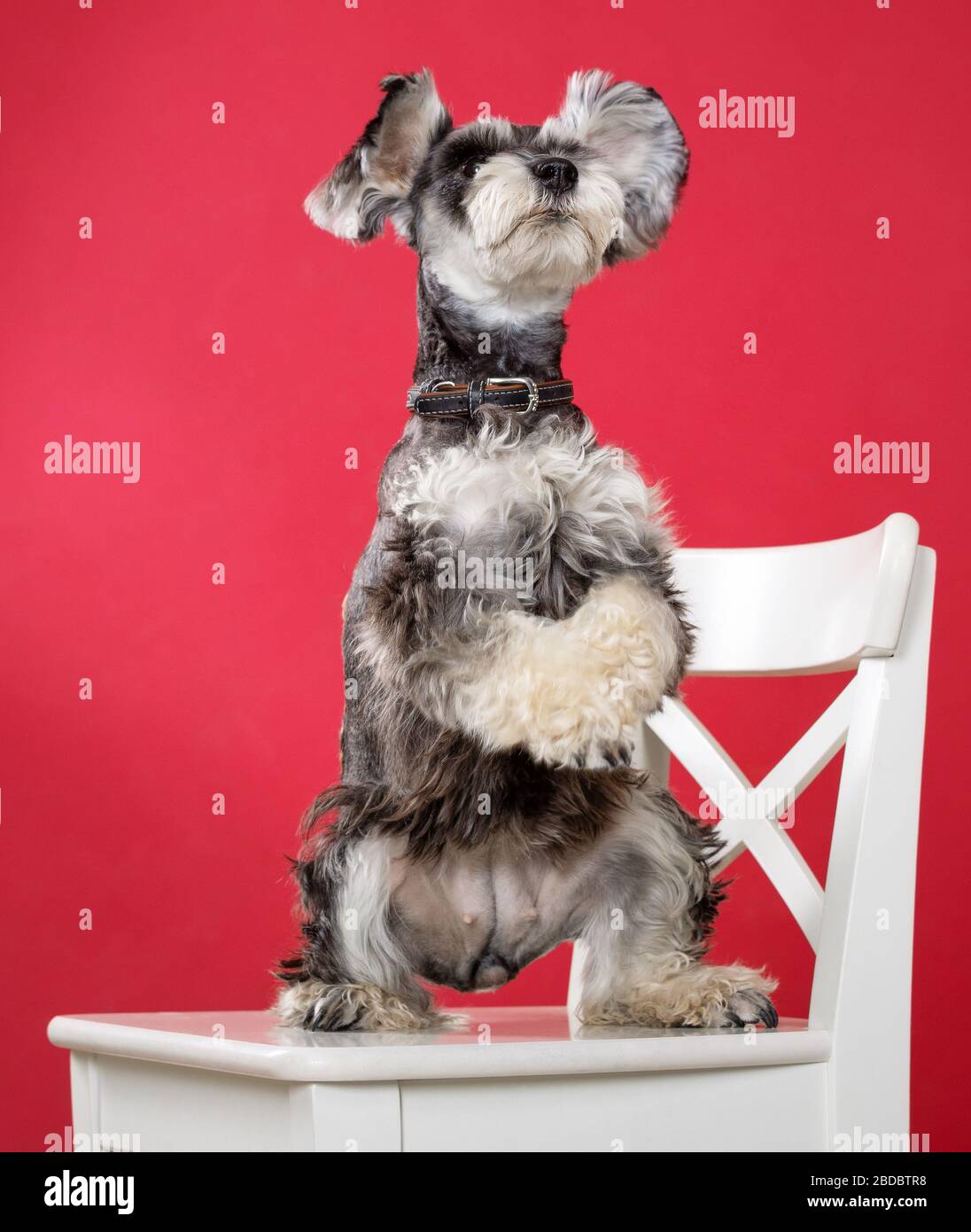 Miniature schnauzer dog stands on its hind legs on a white chair in the ...