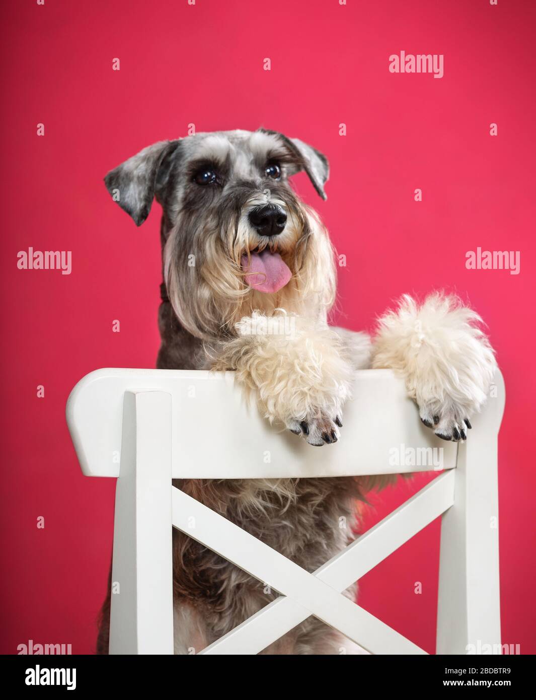 Portrait of a miniature schnauzer dog. The dog laid its paws on the ...