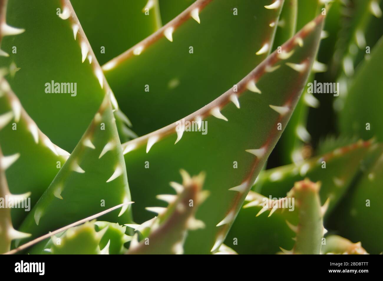 Cactus texture background. Cactus in the desert Stock Photo - Alamy
