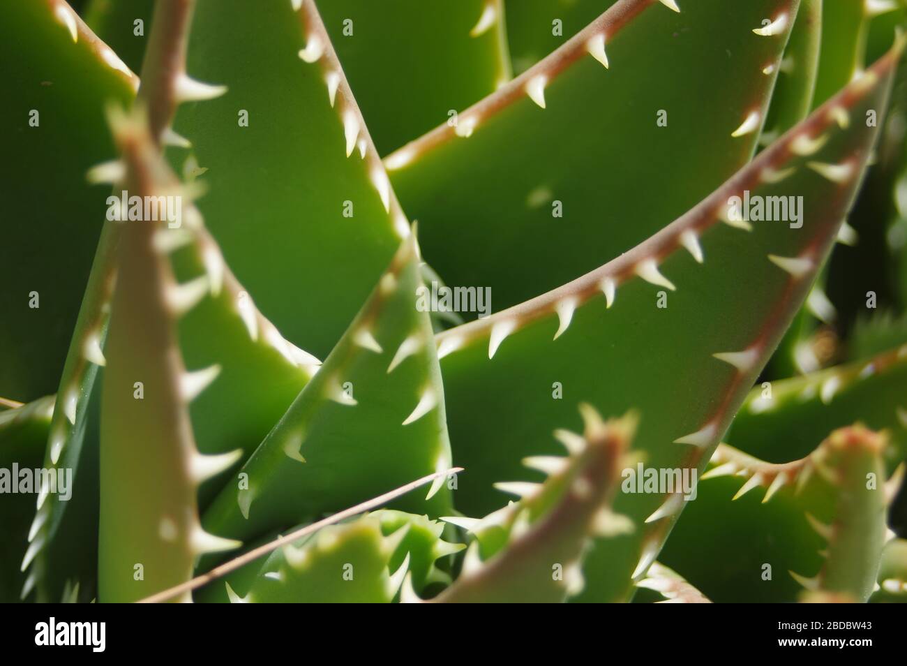 Cactus texture background. Cactus in the desert Stock Photo - Alamy