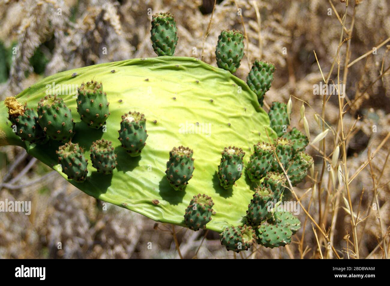 Cactus texture background. Cactus in the desert Stock Photo - Alamy