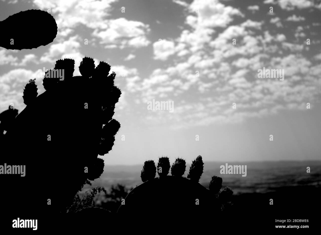 Cactus texture background. Cactus in the desert Stock Photo - Alamy