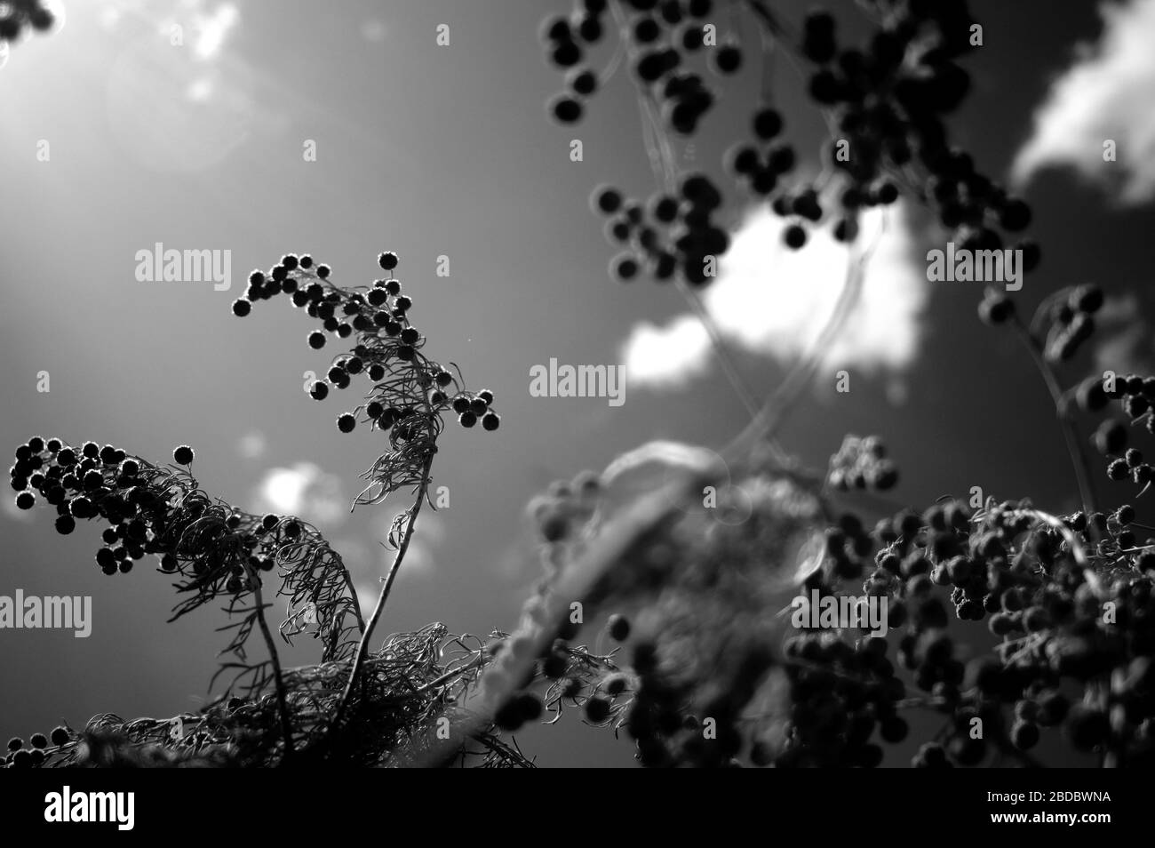 Tree branch silhouette, Sardinia, Italy Stock Photo - Alamy
