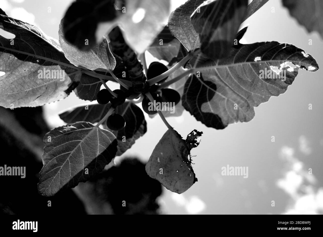 Tree branch silhouette, Sardinia, Italy Stock Photo - Alamy