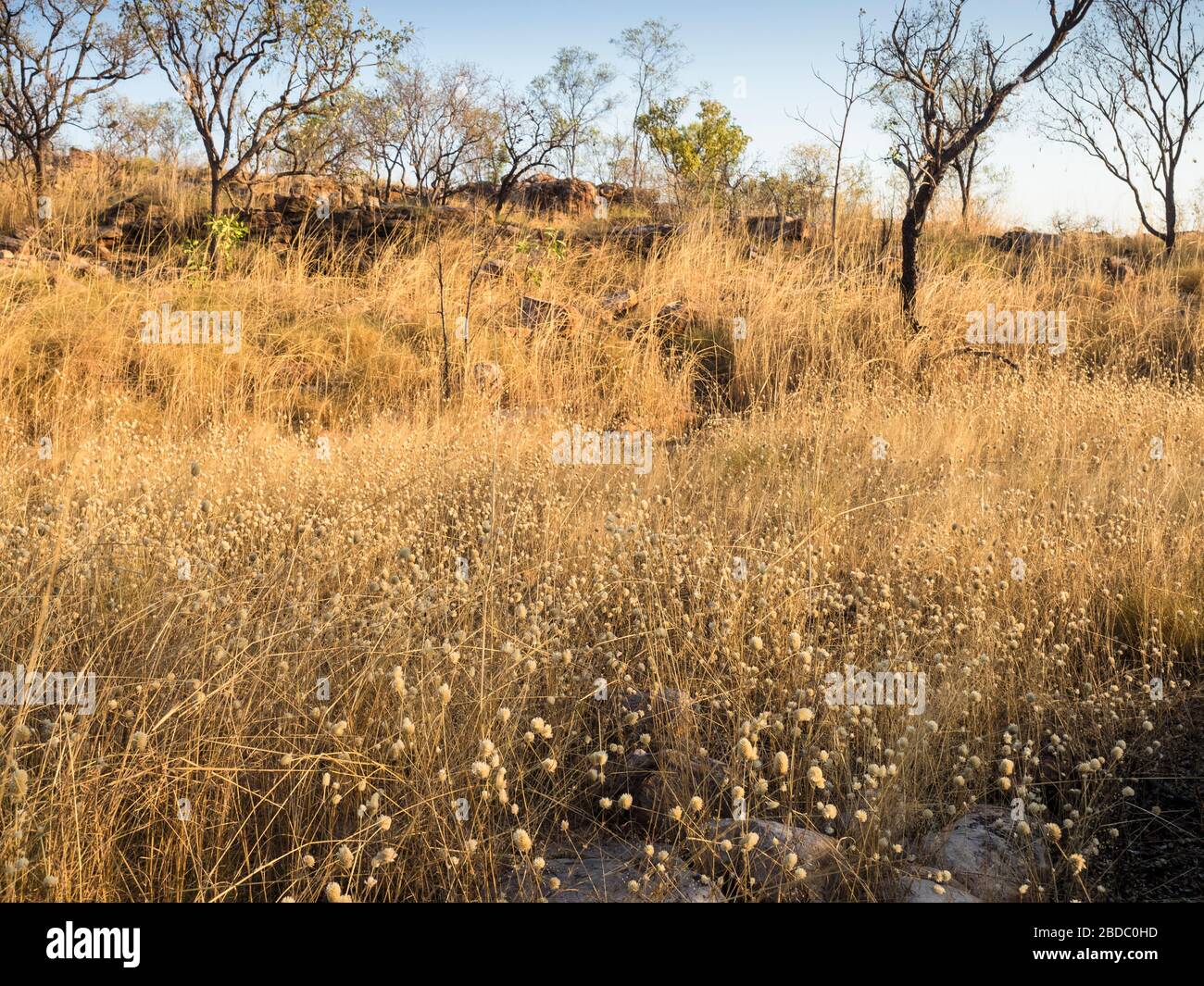 Clumps of Batchelor Buttons (Gomphrena canescens) in light savannah ...
