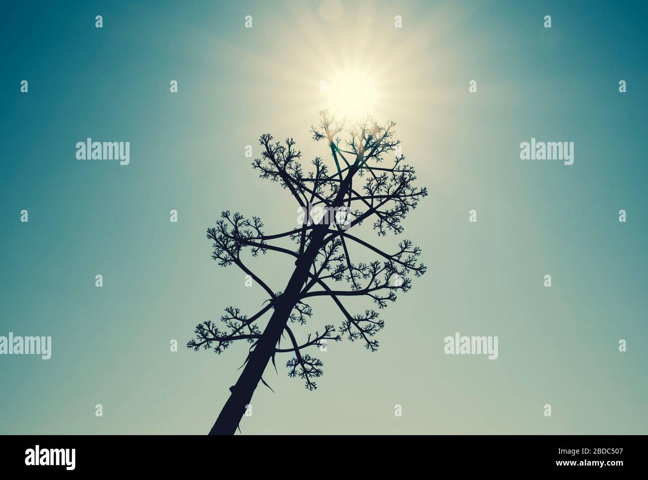 Agave tree hi-res stock photography and images - Alamy