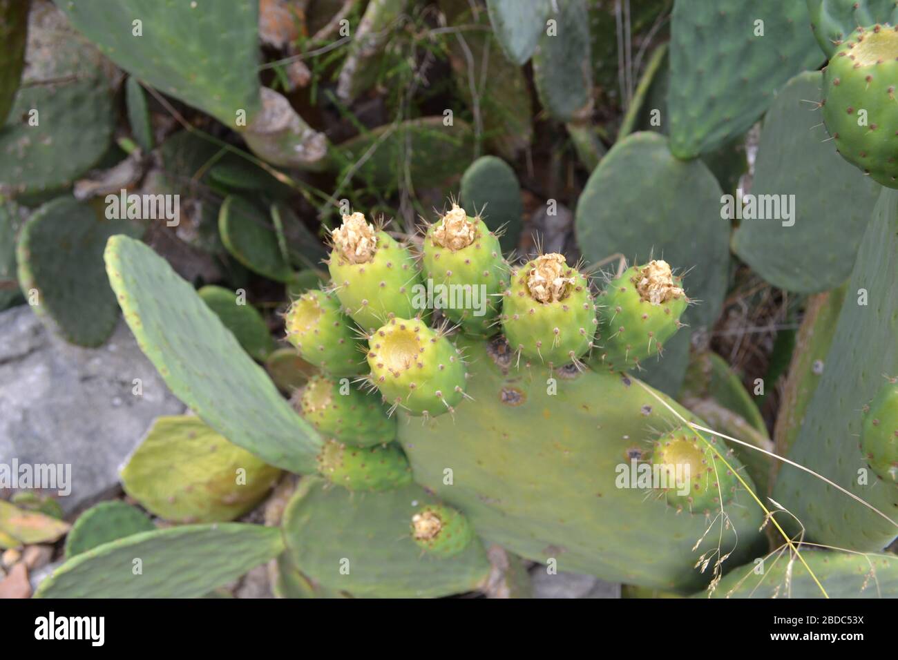 Small green fruits hi-res stock photography and images - Alamy