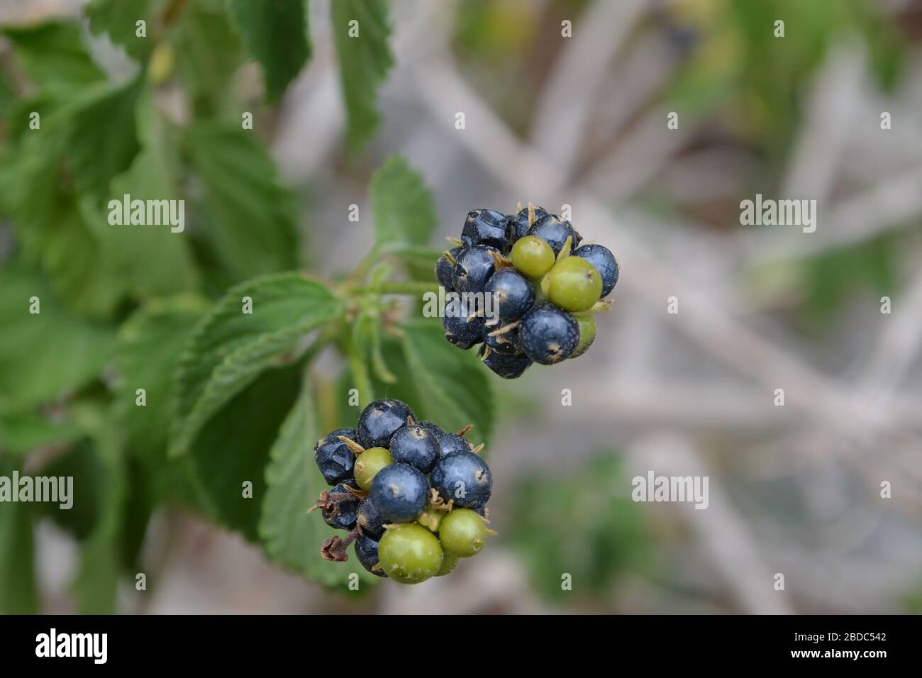 Small black fruits hi-res stock photography and images - Alamy