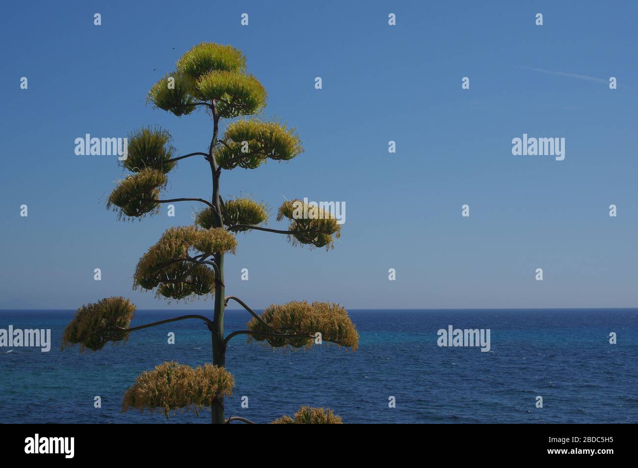 Tree branch silhouette, Sardinia, Italy Stock Photo - Alamy