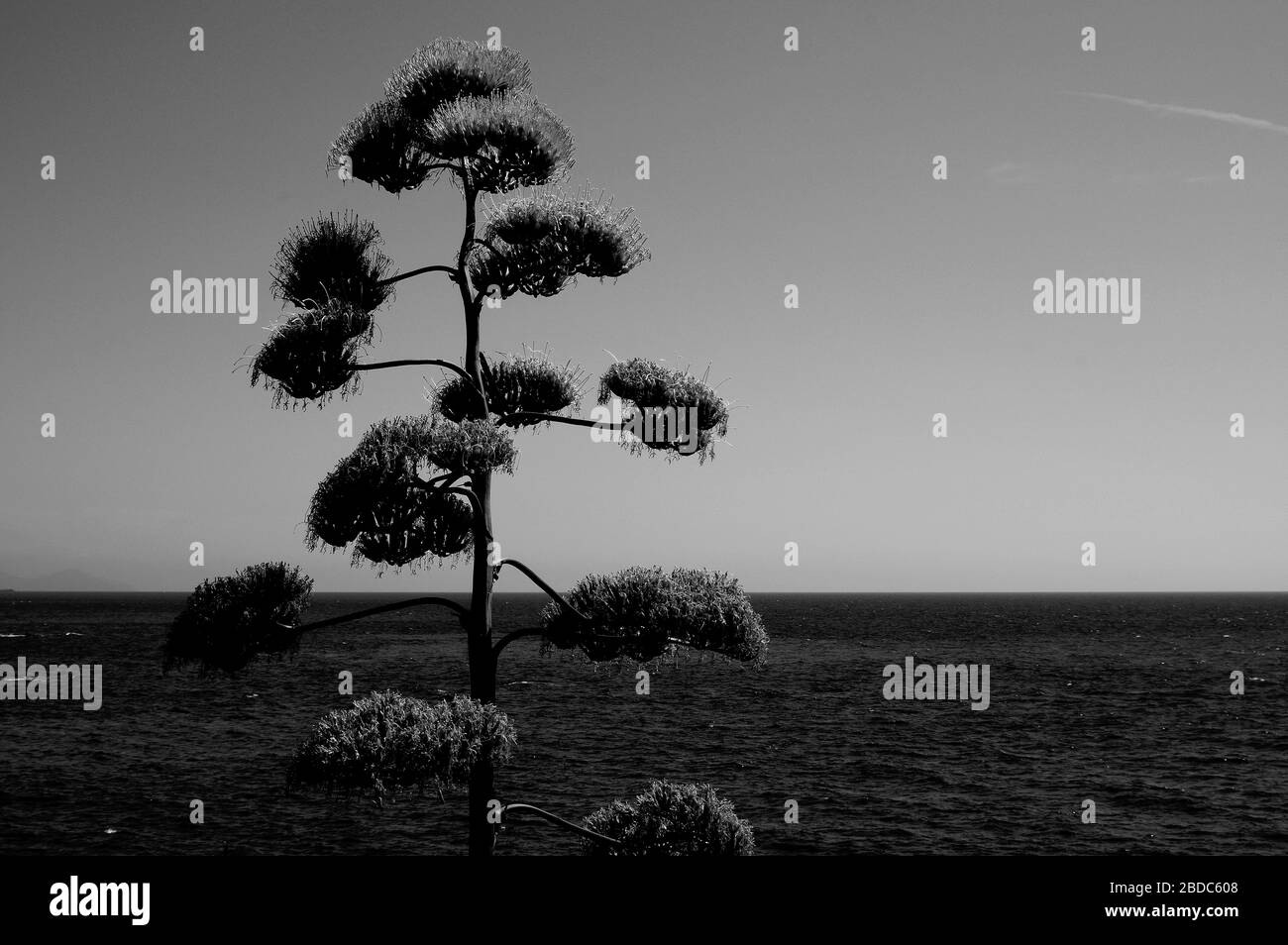 Tree branch silhouette, Sardinia, Italy Stock Photo - Alamy