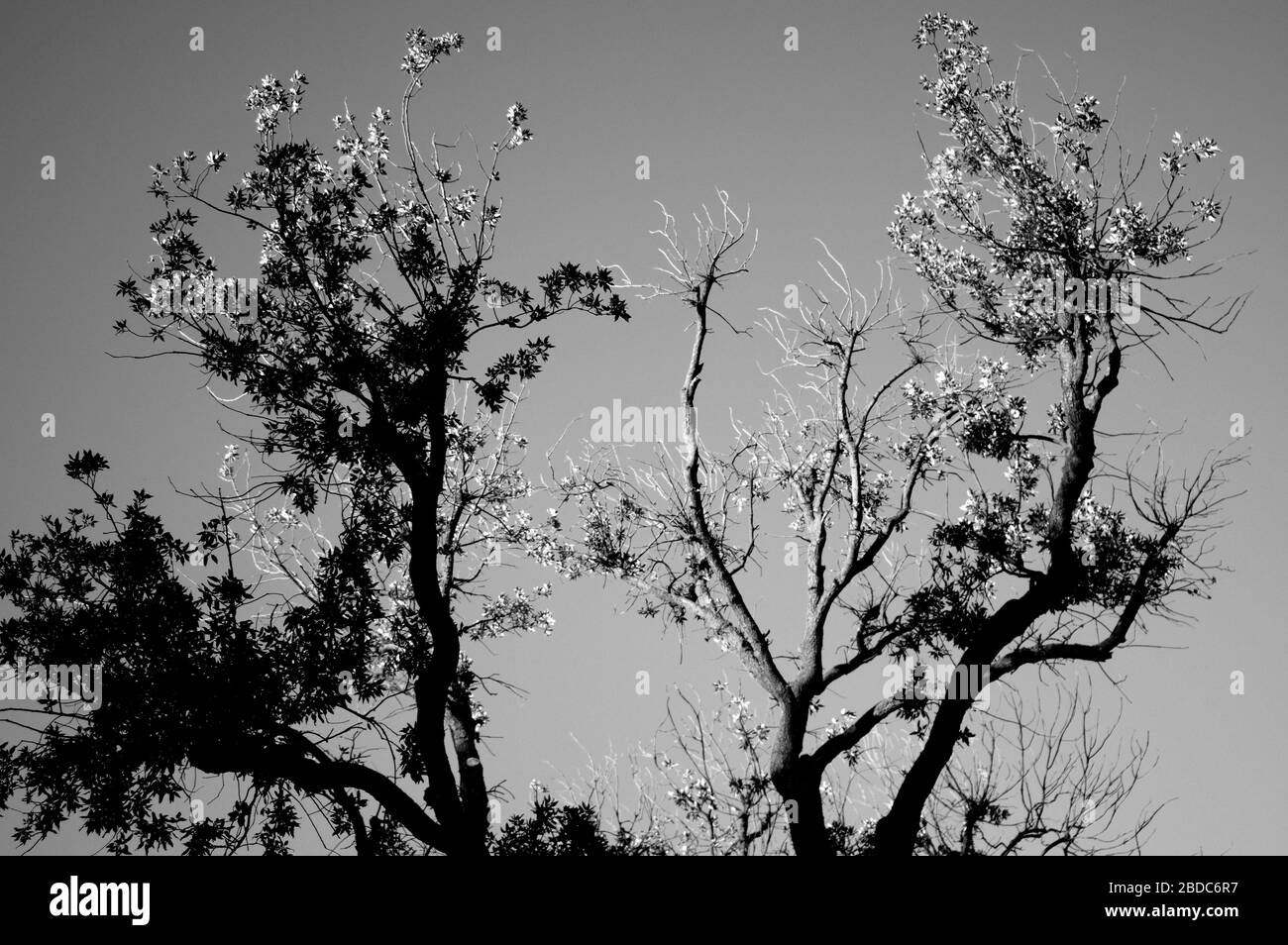 Tree branch silhouette, Sardinia, Italy Stock Photo - Alamy