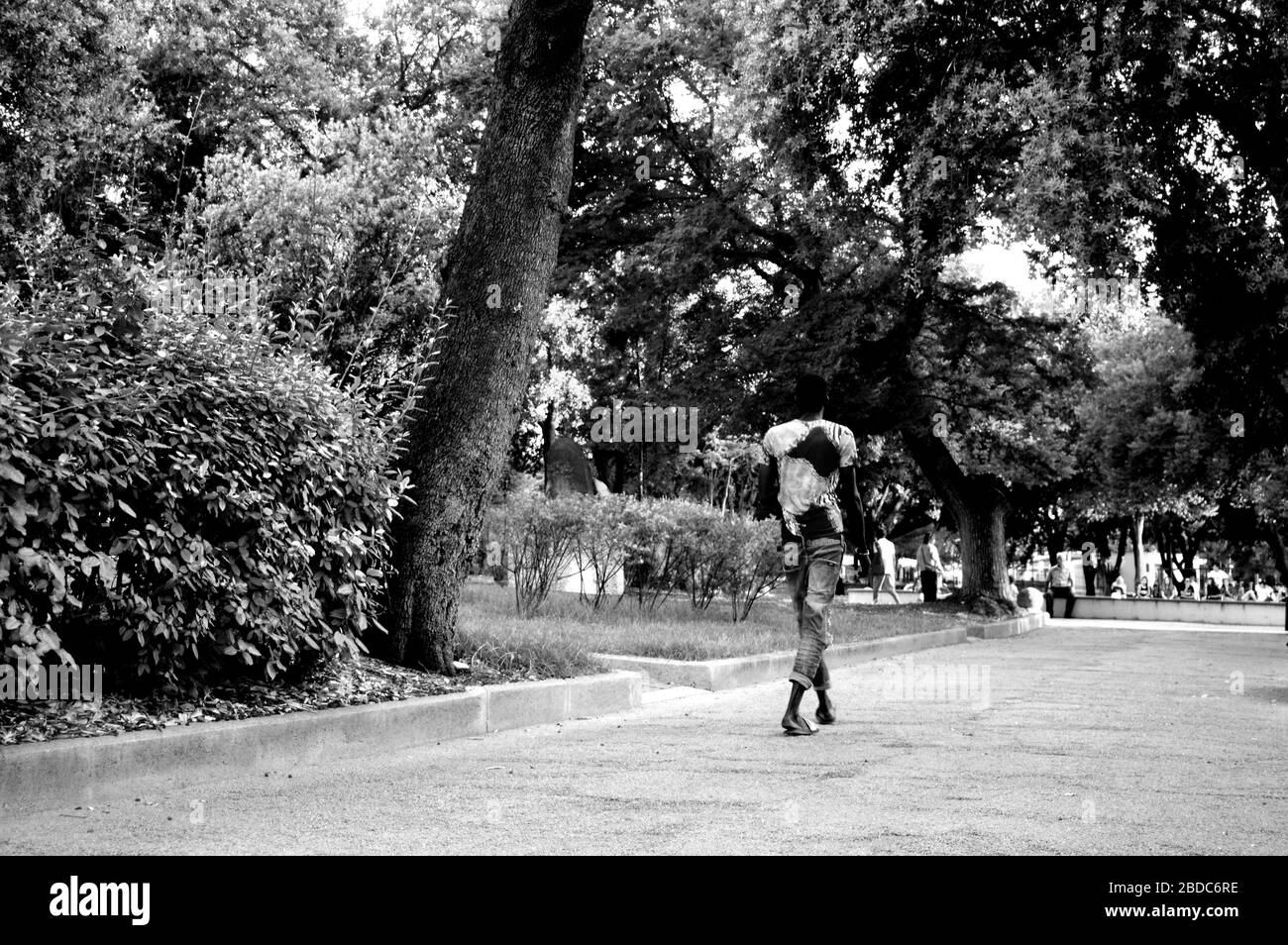 Tree branch silhouette, Sardinia, Italy Stock Photo - Alamy