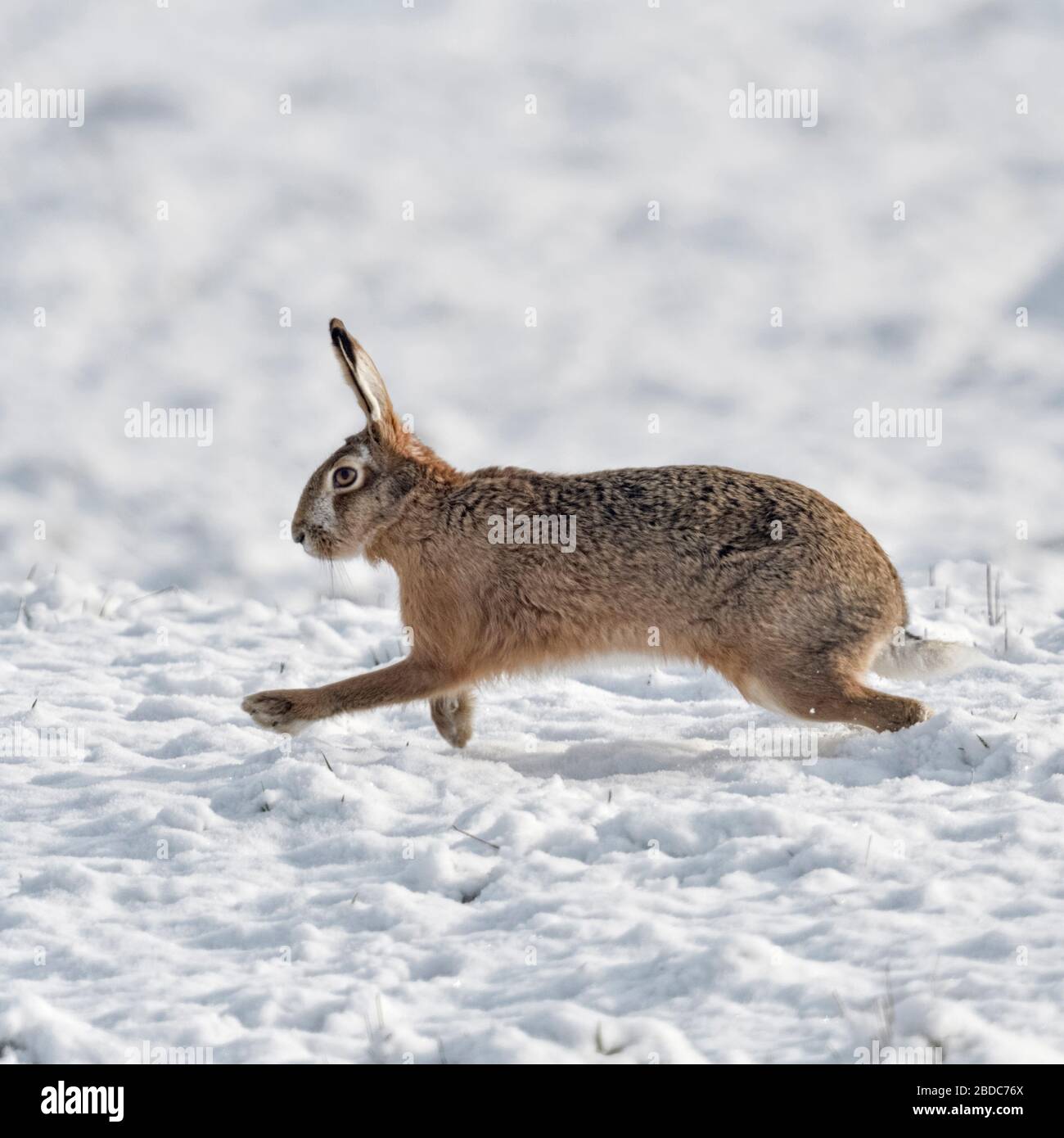 Brown Hare / European Hare / Feldhase ( Lepus europaeus ) in winter ...