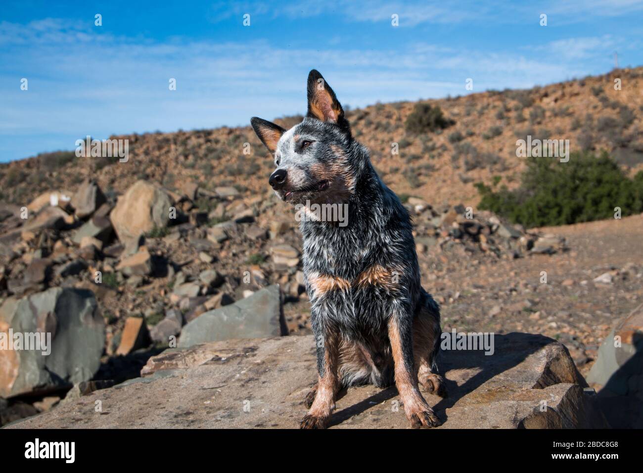 Australian Cattle Dog (Blue Heeler) puppy outdoors full length portrait ...