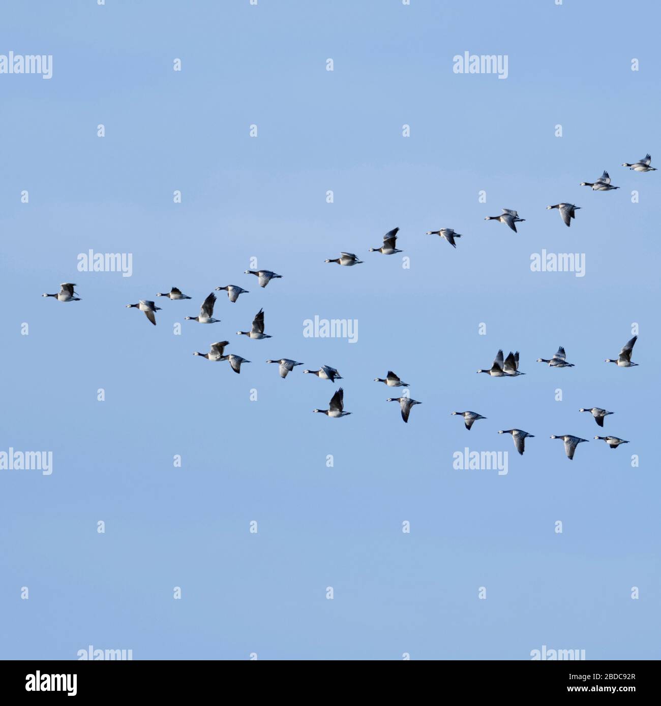 Barnacle Goose / Barnacle Geese ( Branta leucopsis ), flock in flight ...
