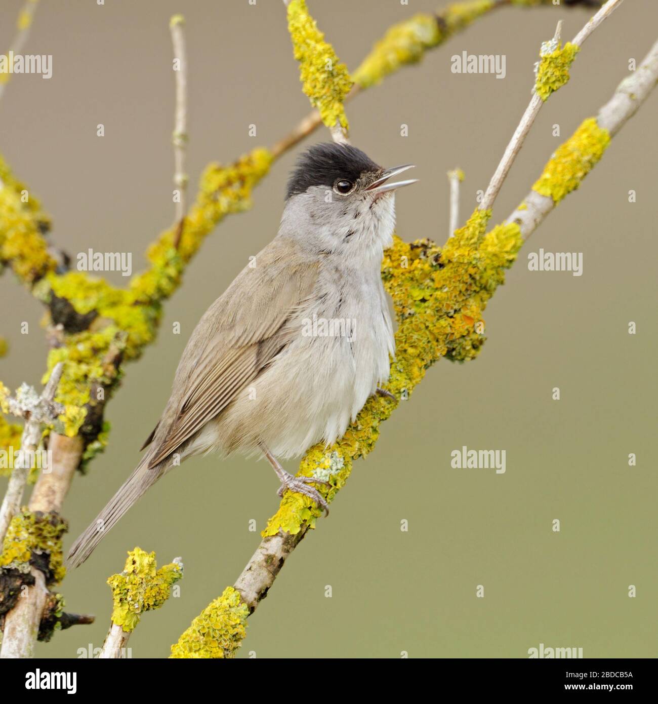 Blackcap ( Sylvia atricapilla ) perched in an elder bush, on elder ...