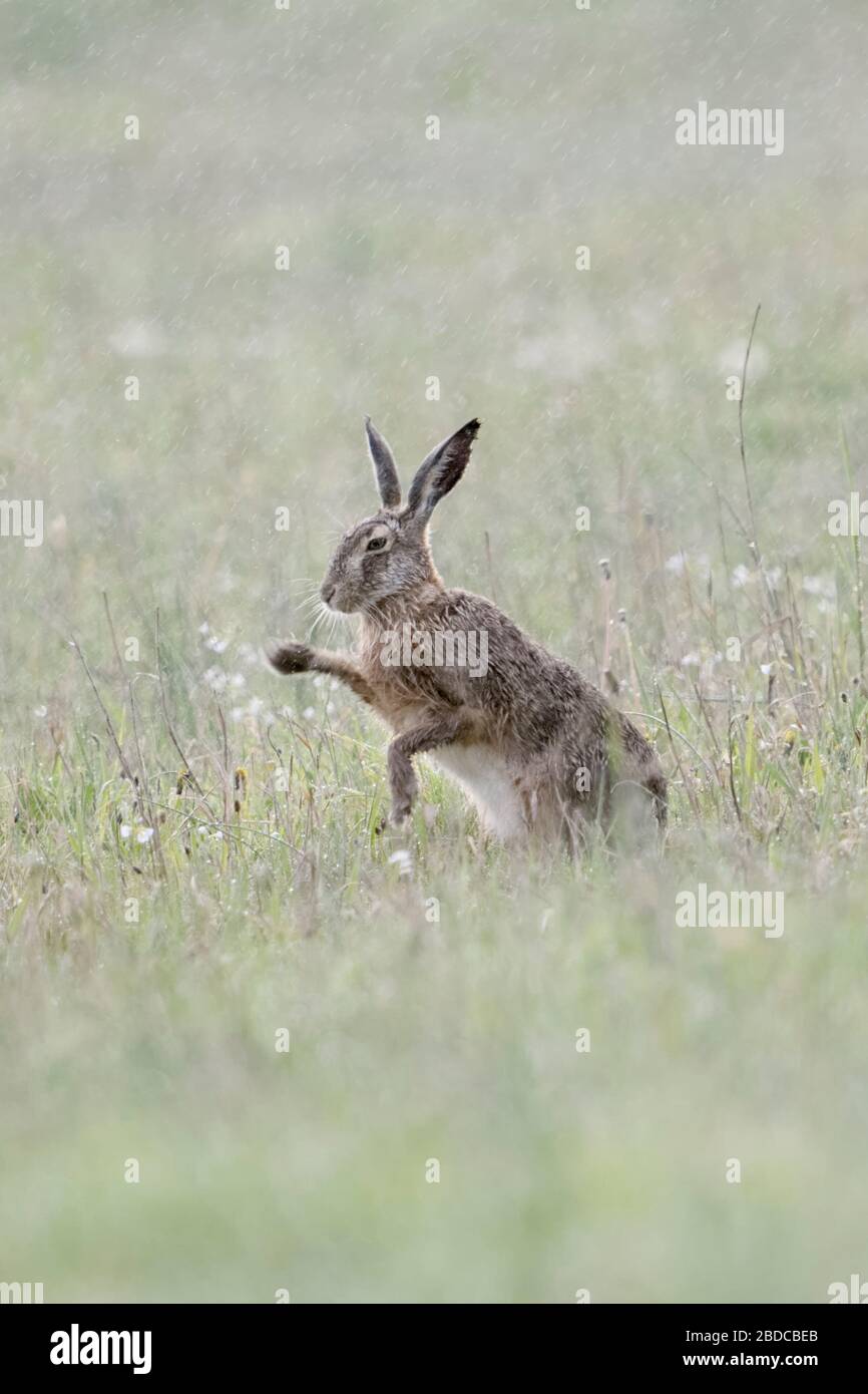 With fore paws hi-res stock photography and images - Alamy