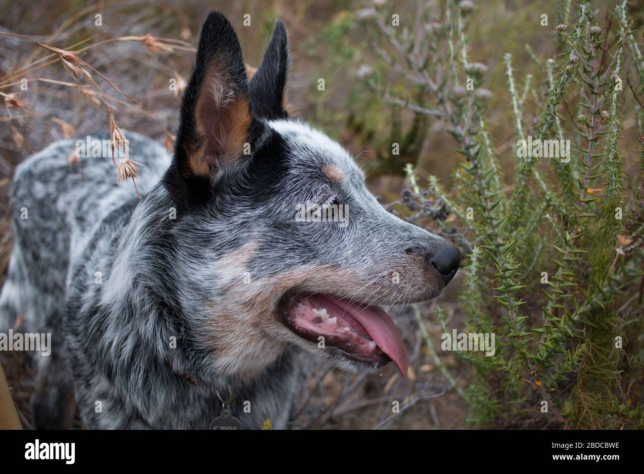 Australian Cattle Dog (Blue Heeler) puppy outdoors exploring in the ...