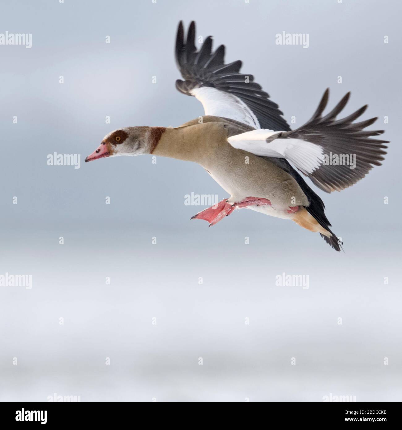 Egyptian goose goose egyptian geese flight flying fly introduced ...