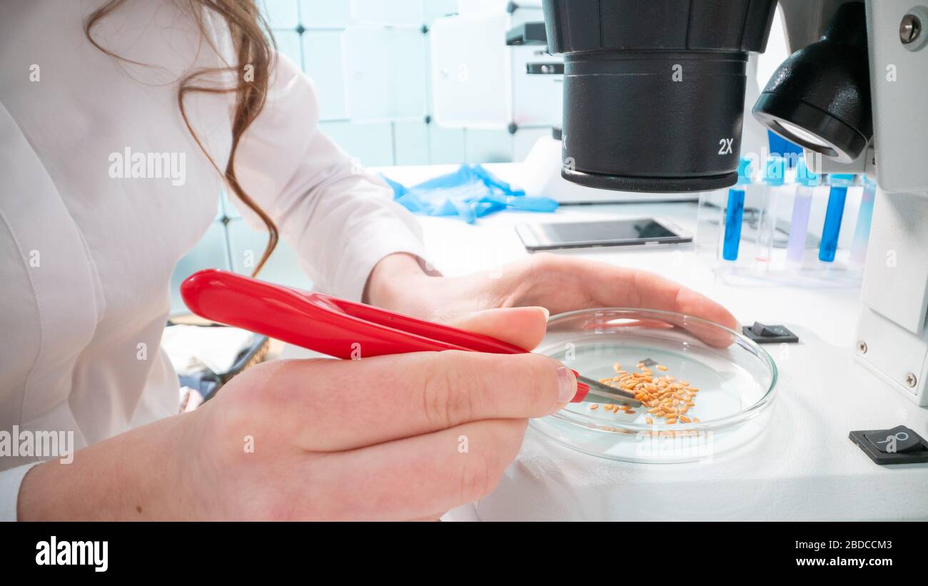 Inspection of the quality of agricultural seeds. Checking the quality ...