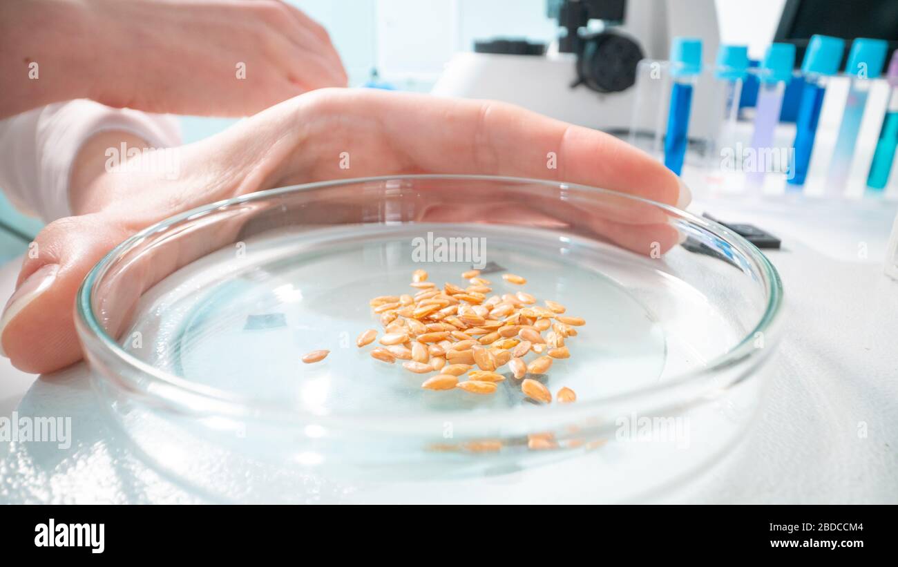 Inspection of the quality of agricultural seeds. Checking the quality ...