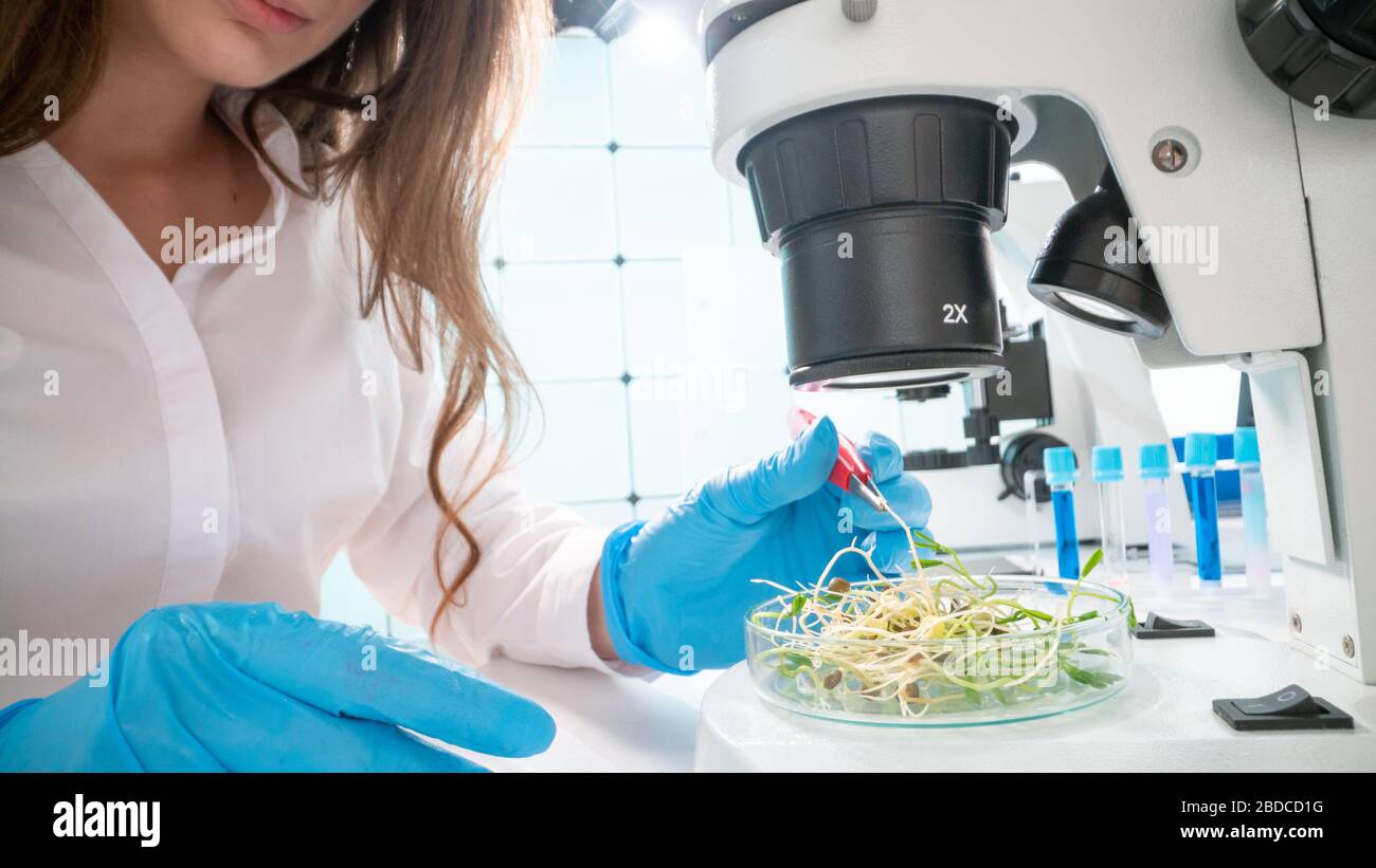Inspection of the quality of agricultural seeds. Checking the quality ...