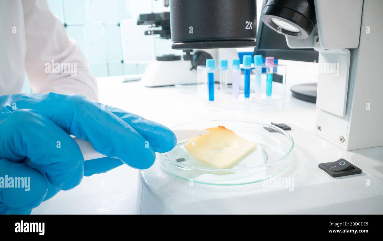 Cheese quality inspection in a quality control laboratory Stock Photo ...