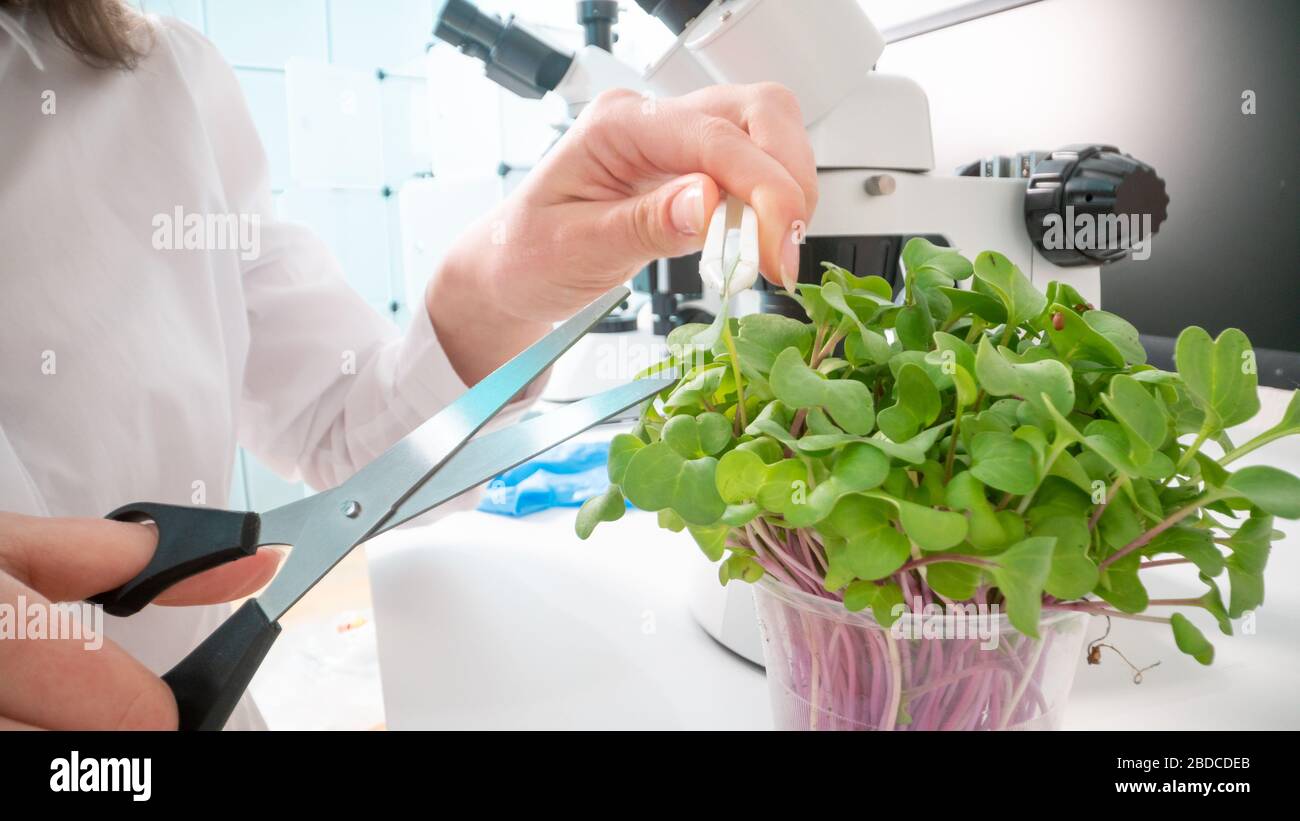 Inspection of the quality of agricultural seeds. Checking the quality ...