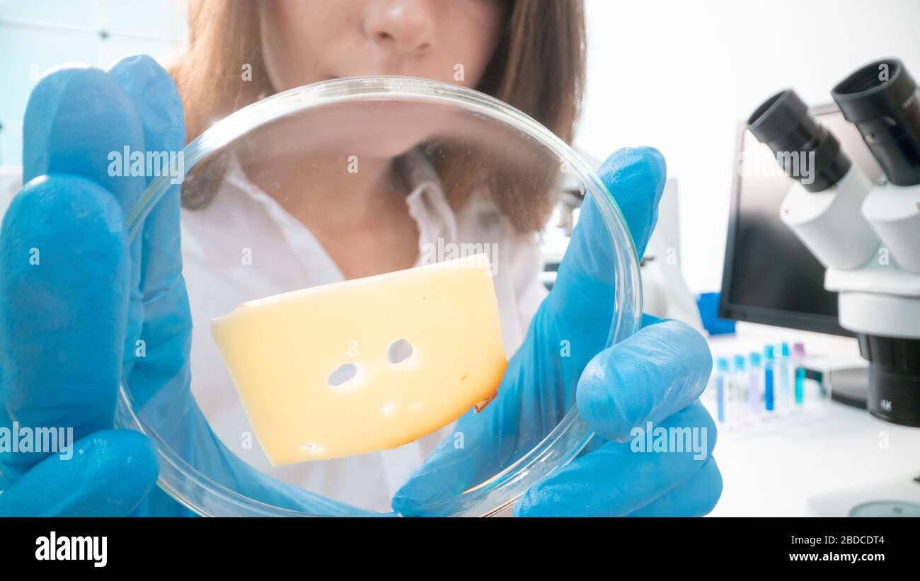 Cheese quality inspection in a quality control laboratory Stock Photo ...