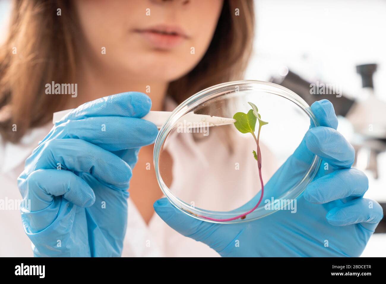 Inspection of the quality of agricultural seeds. Checking the quality ...