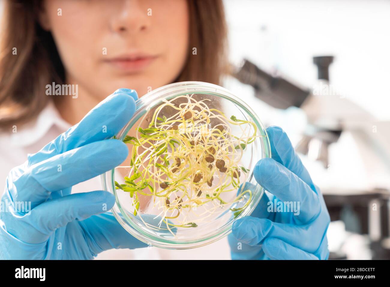 Inspection of the quality of agricultural seeds. Checking the quality ...