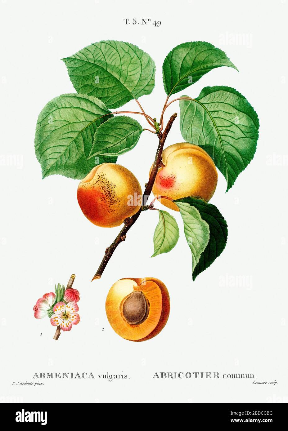 Apricon hi-res stock photography and images - Alamy