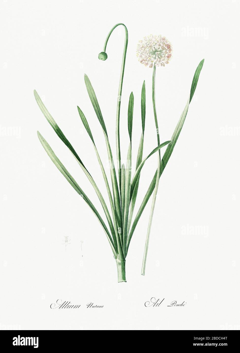 Chives drawing hi-res stock photography and images - Alamy