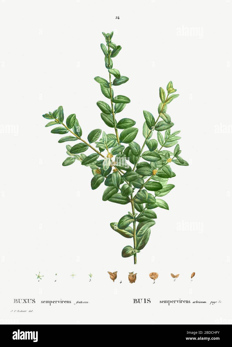 Buxus sempervirens fruticosa hi-res stock photography and images - Alamy