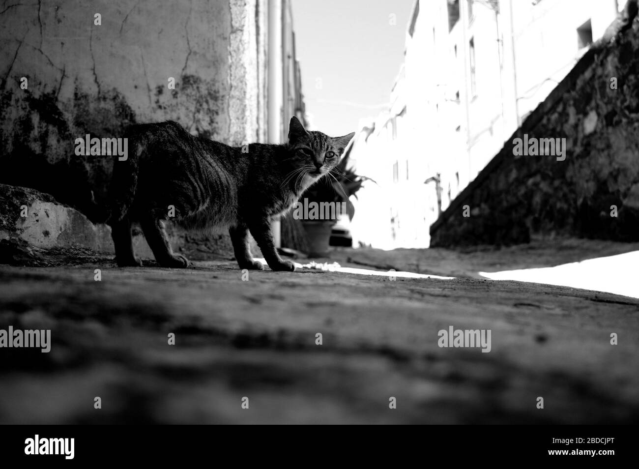 Beautiful photograph stray cat hi-res stock photography and images - Alamy