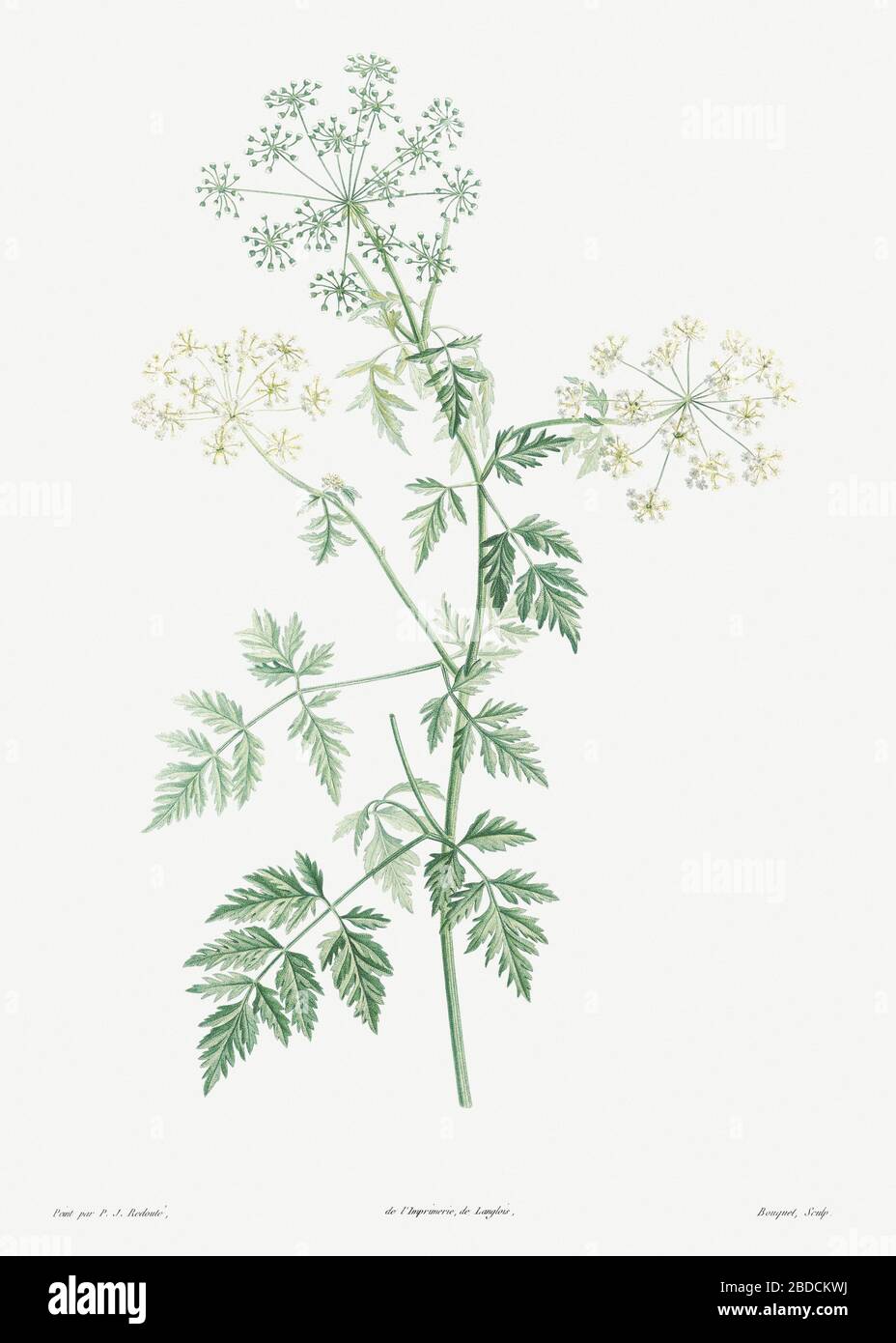 Botanical Illustration Hemlock High Resolution Stock Photography and ...
