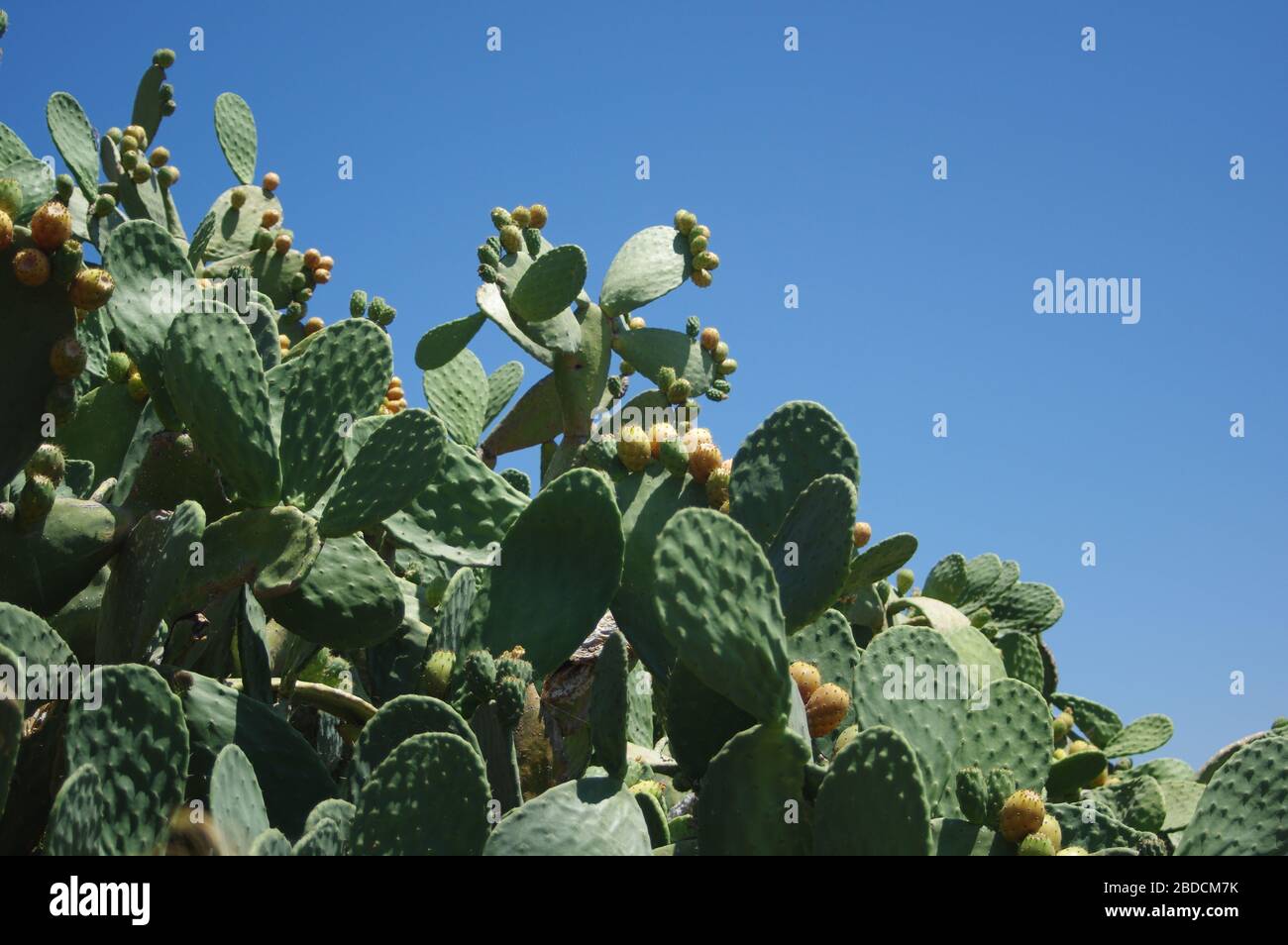 Cactus texture background. Cactus in the desert Stock Photo - Alamy
