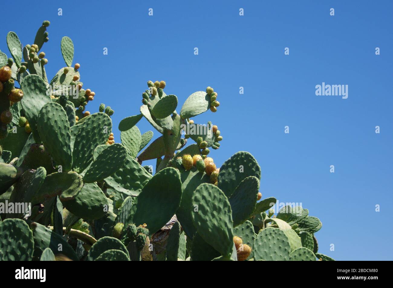 Cactus texture background. Cactus in the desert Stock Photo - Alamy