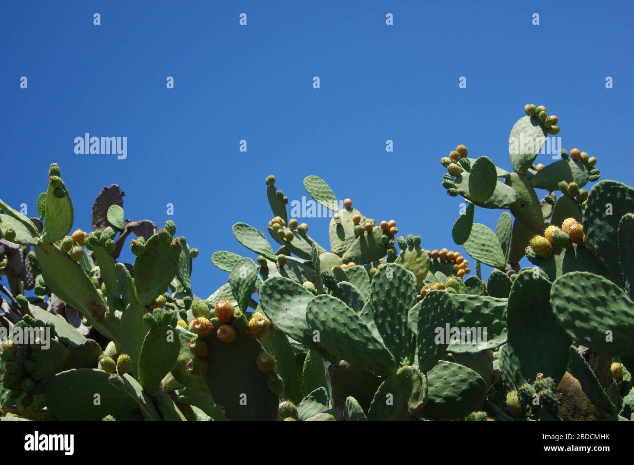 Cactus texture background. Cactus in the desert Stock Photo - Alamy