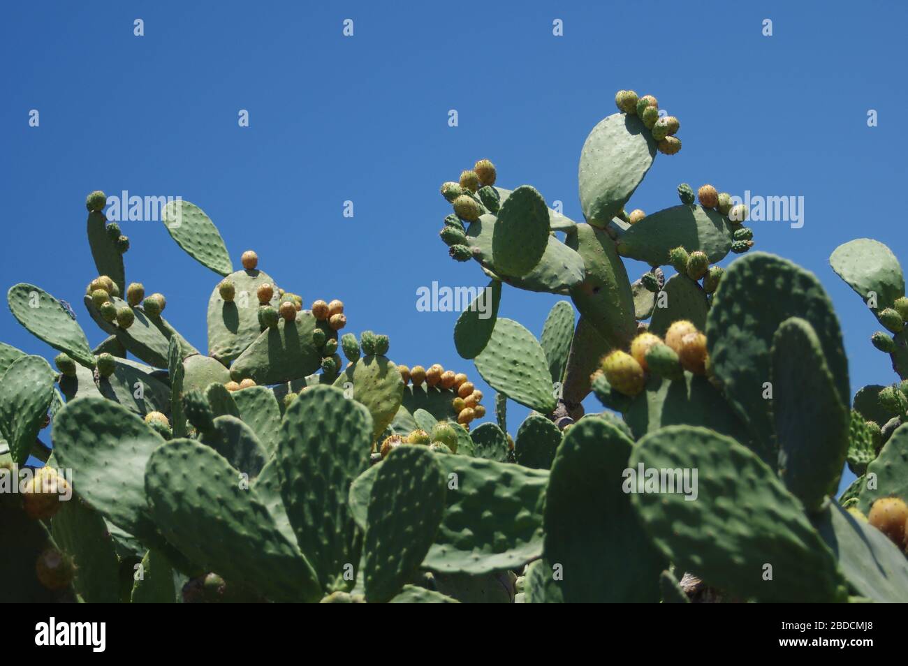 Cactus texture background. Cactus in the desert Stock Photo - Alamy