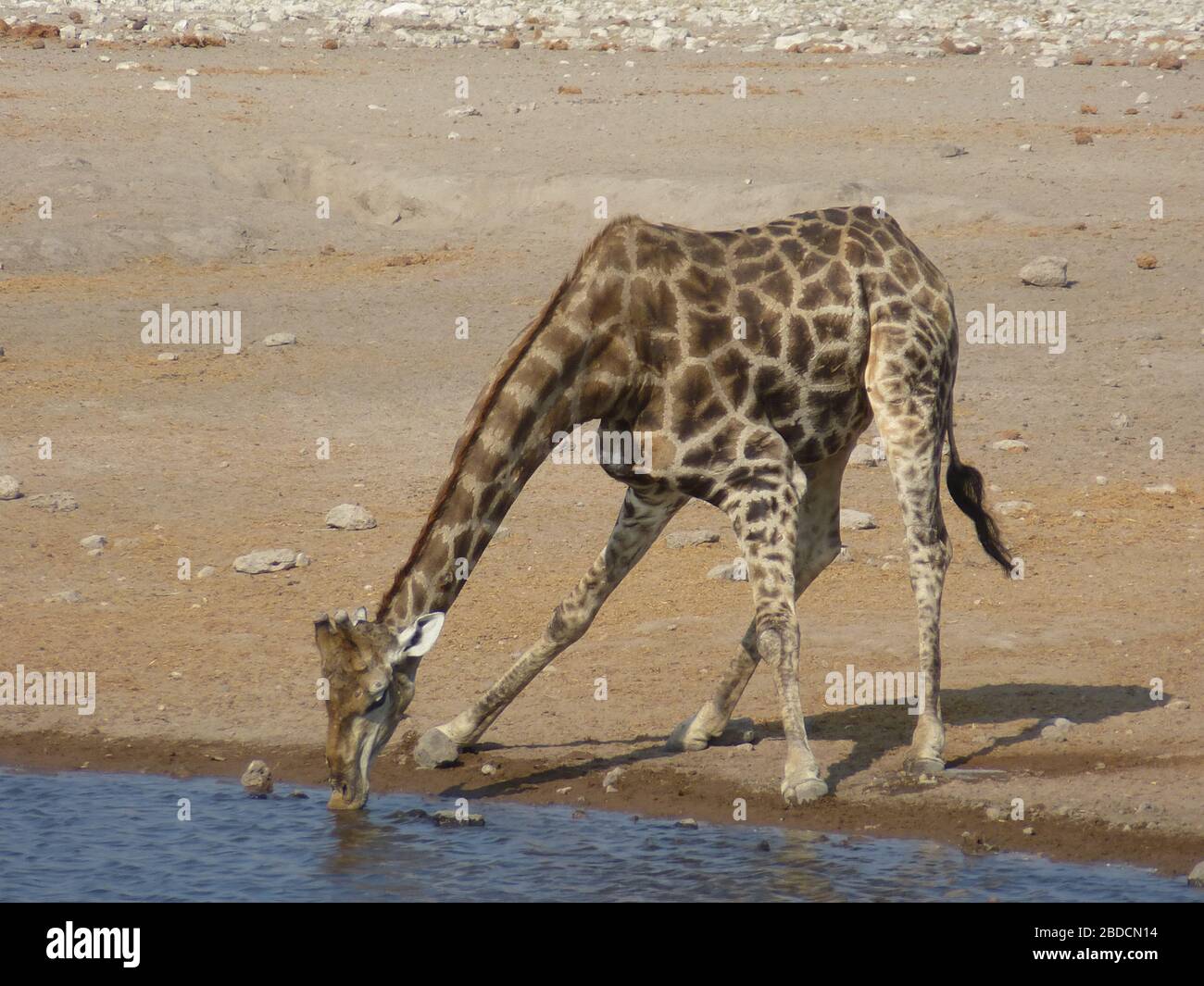 Giraffe close-up drinking at billabong / water hole . On safari tour ...
