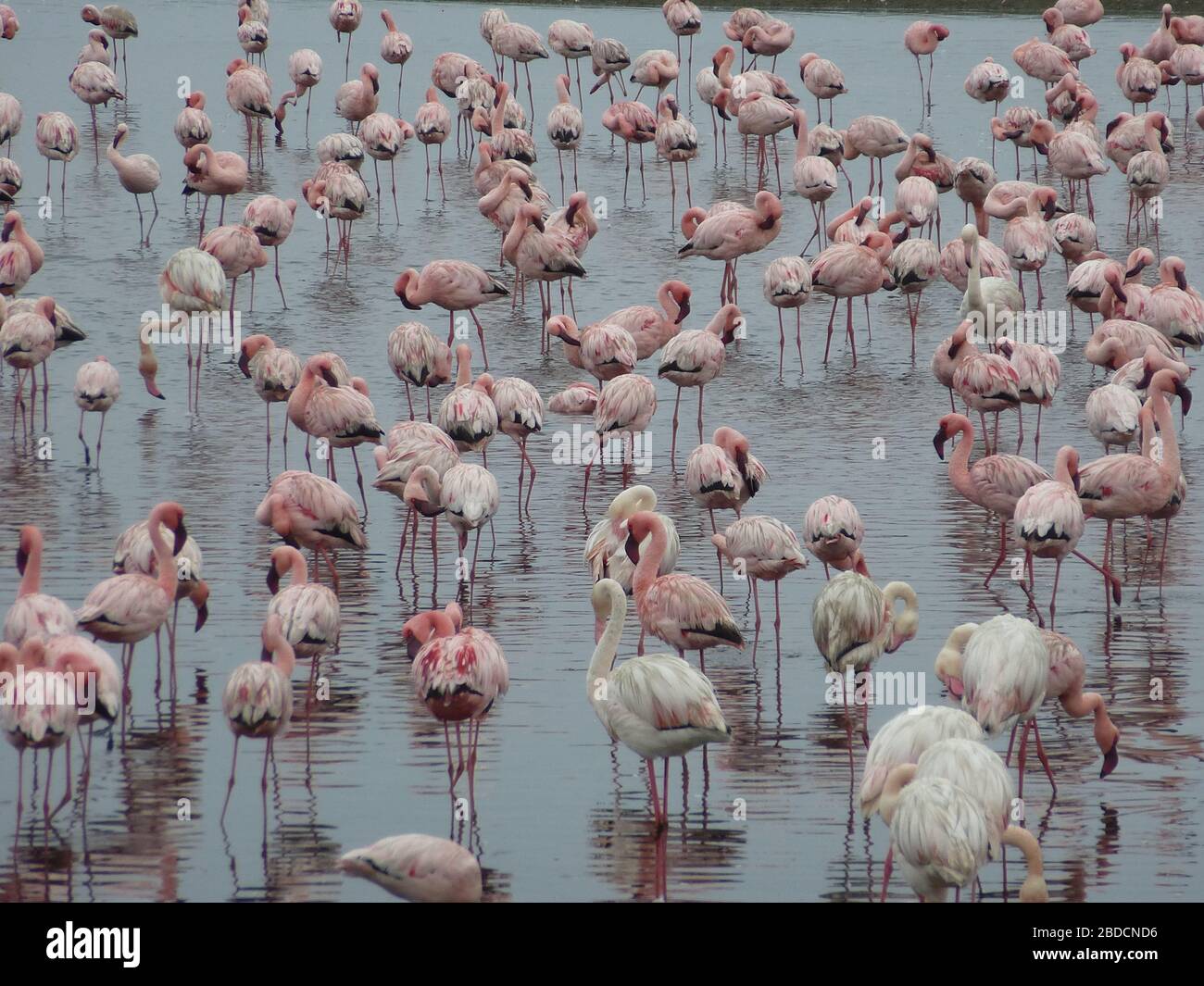 Pink and white fauna hi-res stock photography and images - Alamy