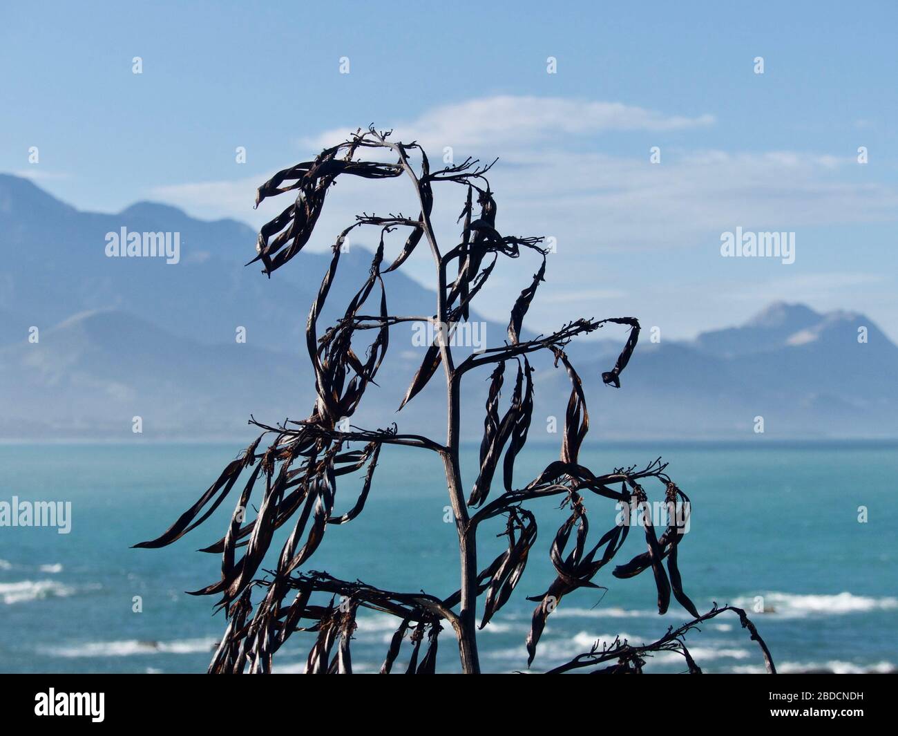 Harakeke hi-res stock photography and images - Alamy