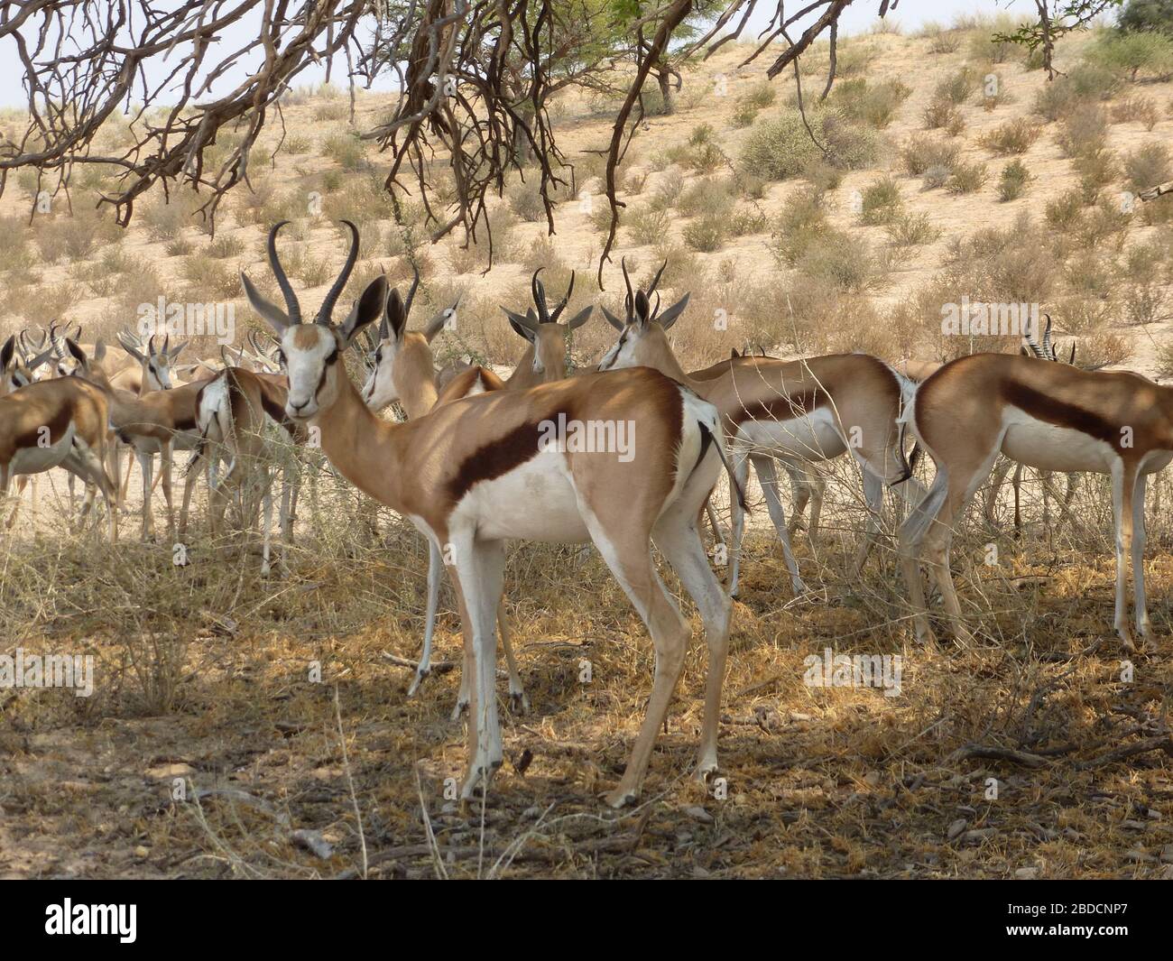 African antelope gazelle group (similar to blackbuck ) standing below ...