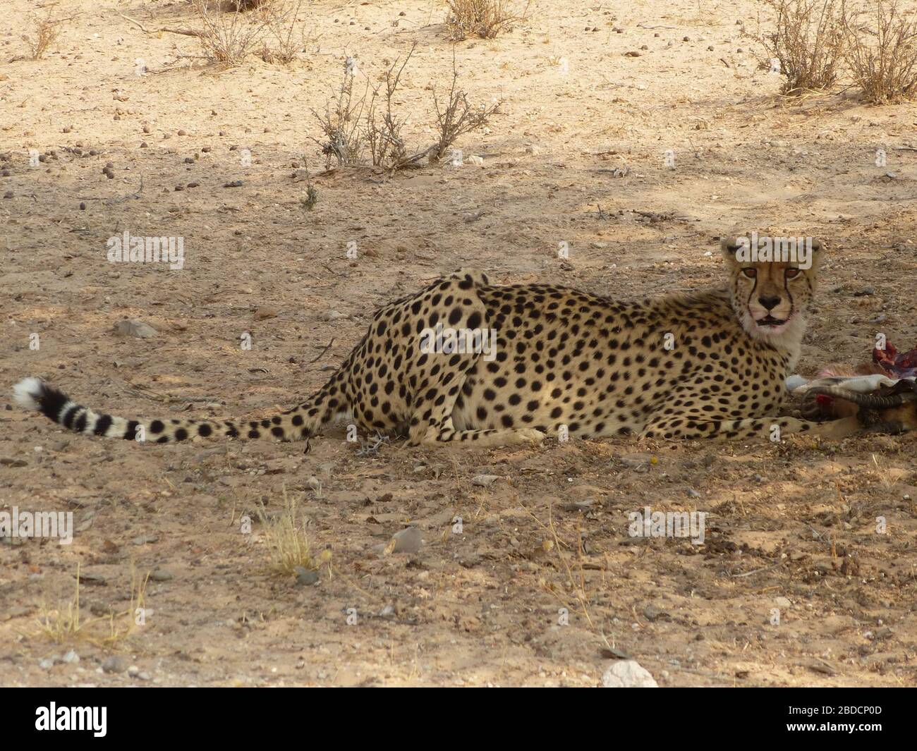 Cheetah looking for prey hi-res stock photography and images - Alamy